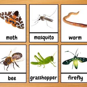 Insects Theme 3 Part Cards| Printable Digital Download| Montessori ...