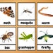 Insects Theme 3 Part Cards Printable Digital Download Montessori ...