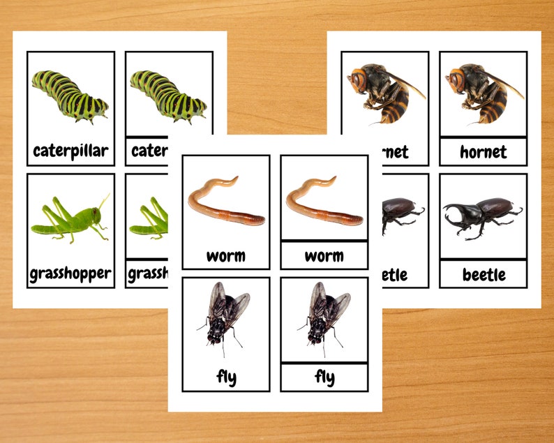 Insects Theme 3 Part Cards| Printable Digital Download| Montessori ...