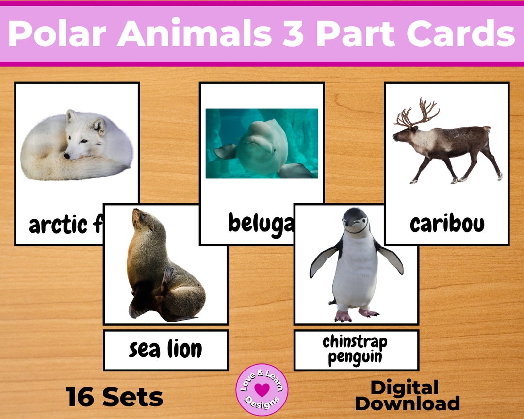 Polar Animals 3 Part Cards| Child Inspired Printable| Educational ...