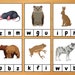 Woodland Animal Beginning Letter Sound Clip Cards| Printable Digital ...