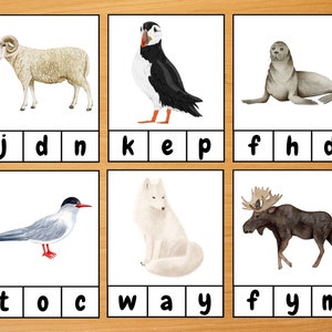 Polar Animals Beginning Letter Sound Clip Cards| Child Inspired ...