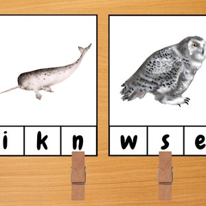 Polar Animals Beginning Letter Sound Clip Cards| Child Inspired ...