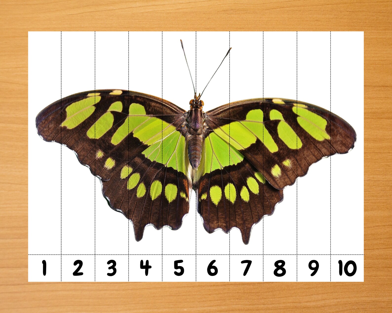 Insects Number Sequence Puzzles| Child Inspired Printables| Digital ...