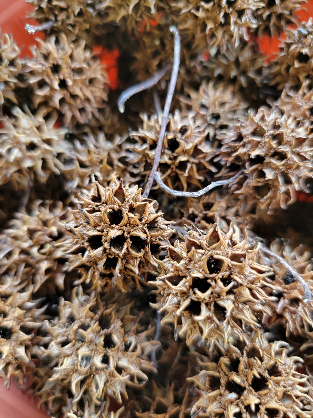 100 Sweet Gum Pods, Sweet Gum-balls, Spiky Balls, Witches’ Burrs for ...