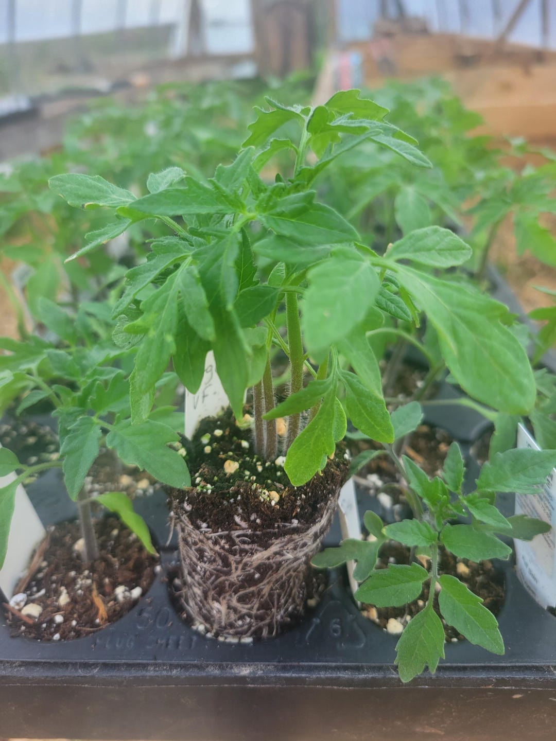 Indigo Rose Tomato Live Plant - Etsy