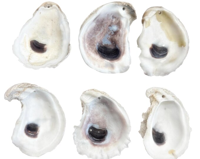 Oyster Shells Pre-drilled Set of 6 Oyster Shells 3.5" Cups Oyster ...