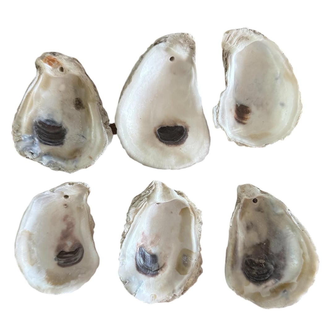 Oyster Shells Pre-drilled Set of 8 Oyster Shells 3" - 3.5 " Cups Oyster ...