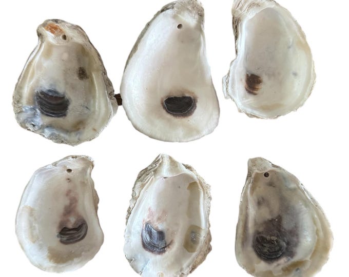 Oyster Shells Pre-drilled Set of 8 Oyster Shells 3" - 3.5 " Cups Oyster ...