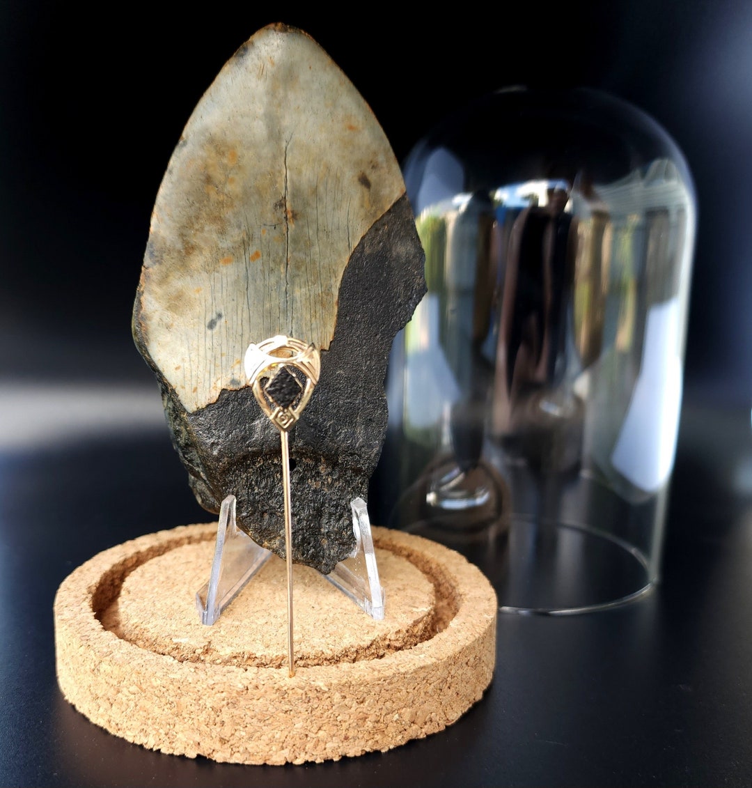 10k Megalodon Tooth With Genuine Fossil & Glass Dome With Cork Base ...