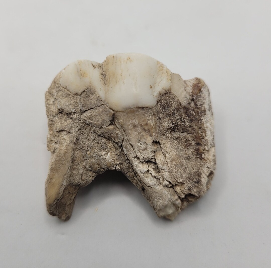 Small Fossilized Montana Bison Tooth / Great Gift or Collection Piece ...