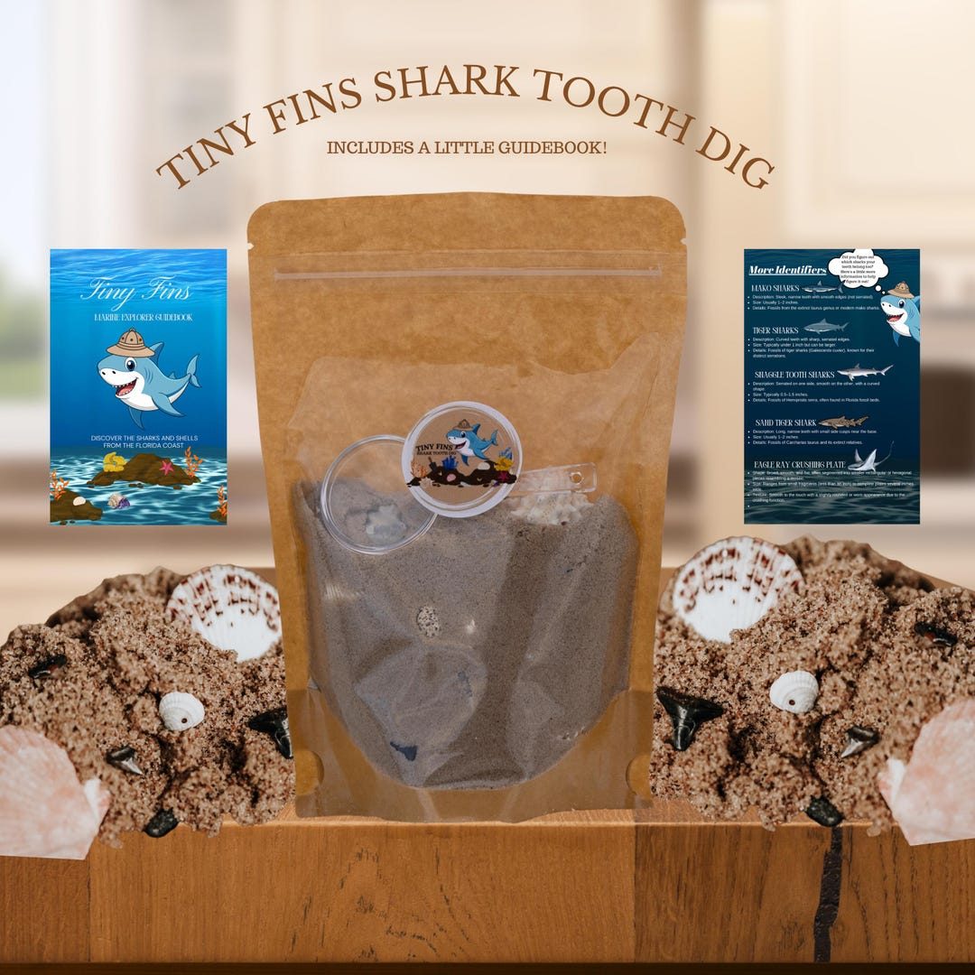Shark Tooth and Seashell Sensory Sand | Real Shells and Shark Teeth ...