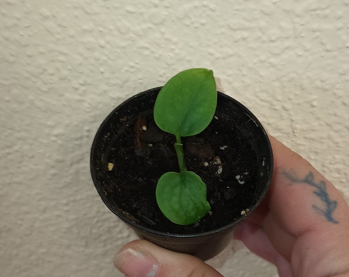 Swiss Cheese Monstera Pup - Vining Plant - Etsy