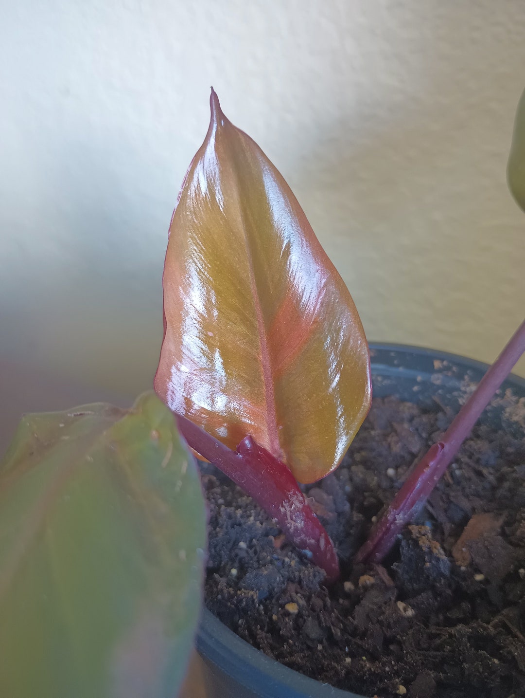 Pink Princess Philo House Plant Variegated Easy Plant - Etsy