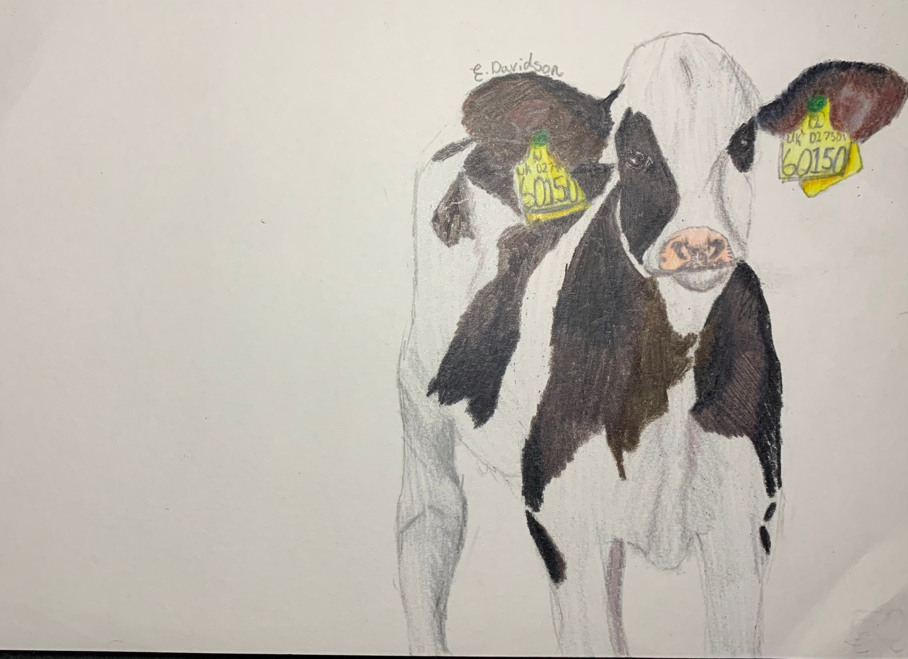 Clumsy Cow Drawing - Etsy