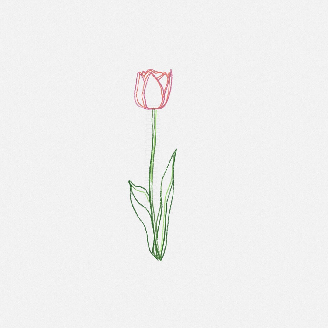 Tulip Sketch for Instant Download - Etsy