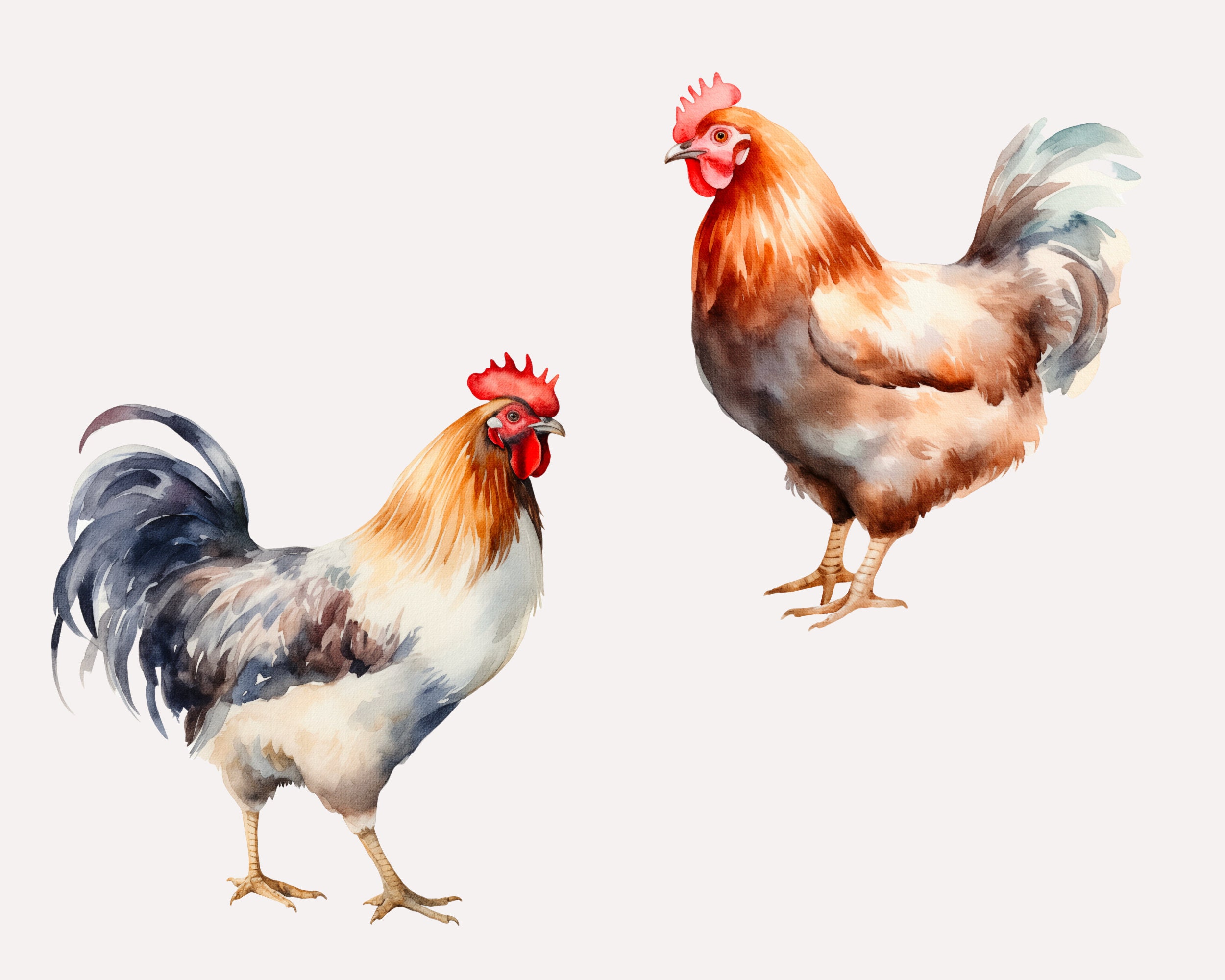 Watercolor Rooster Clipart Png, Chicken Clipart, Chicken Png, Farm ...