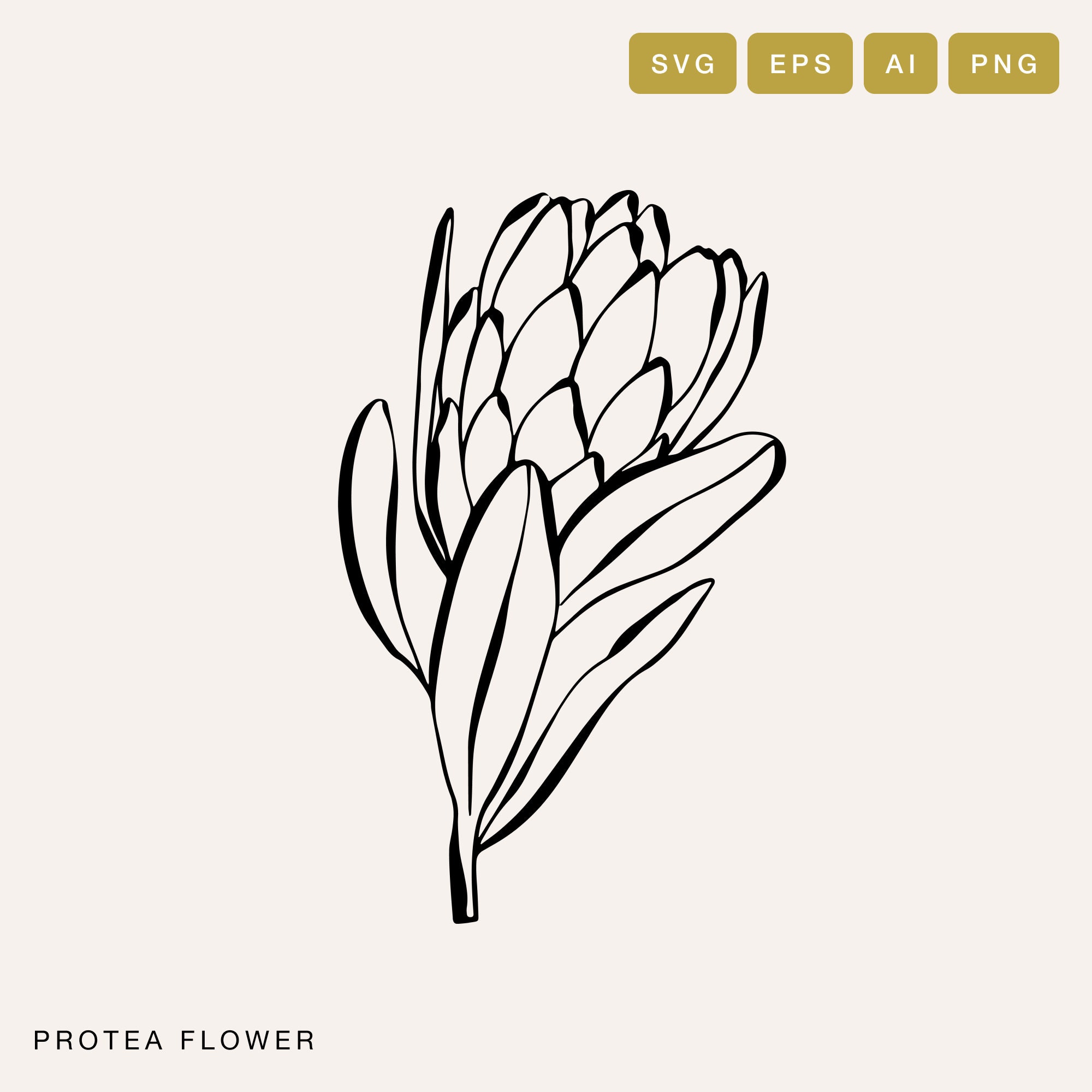 Protea Flower Svg Floral Logo, Svg Line Art, Instant Download, Floral ...