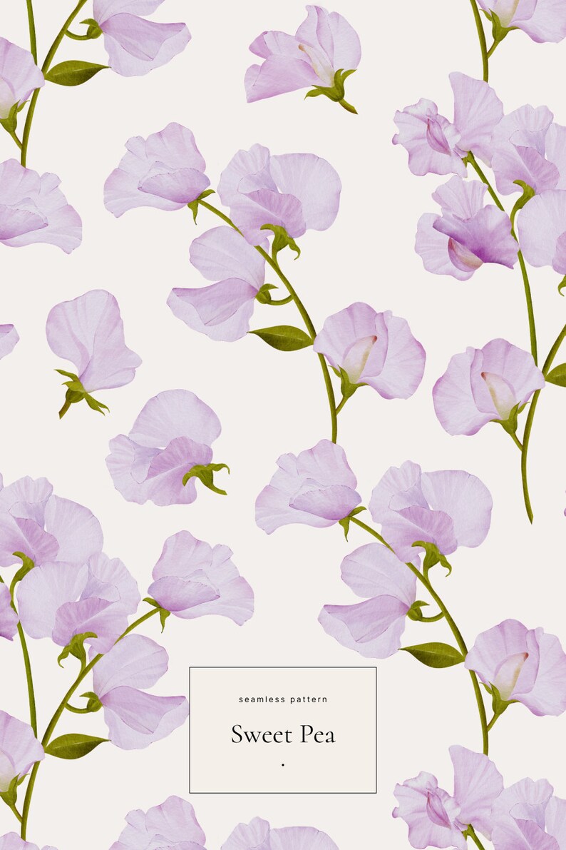 Sweet Pea Floral Collection Watercolor Floral Clipart Sweet Pea Pattern ...