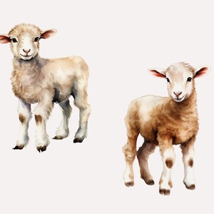 Watercolor Lamb Clipart, Sheep Spring Clipart Png, Clipart Bundle, Baby ...