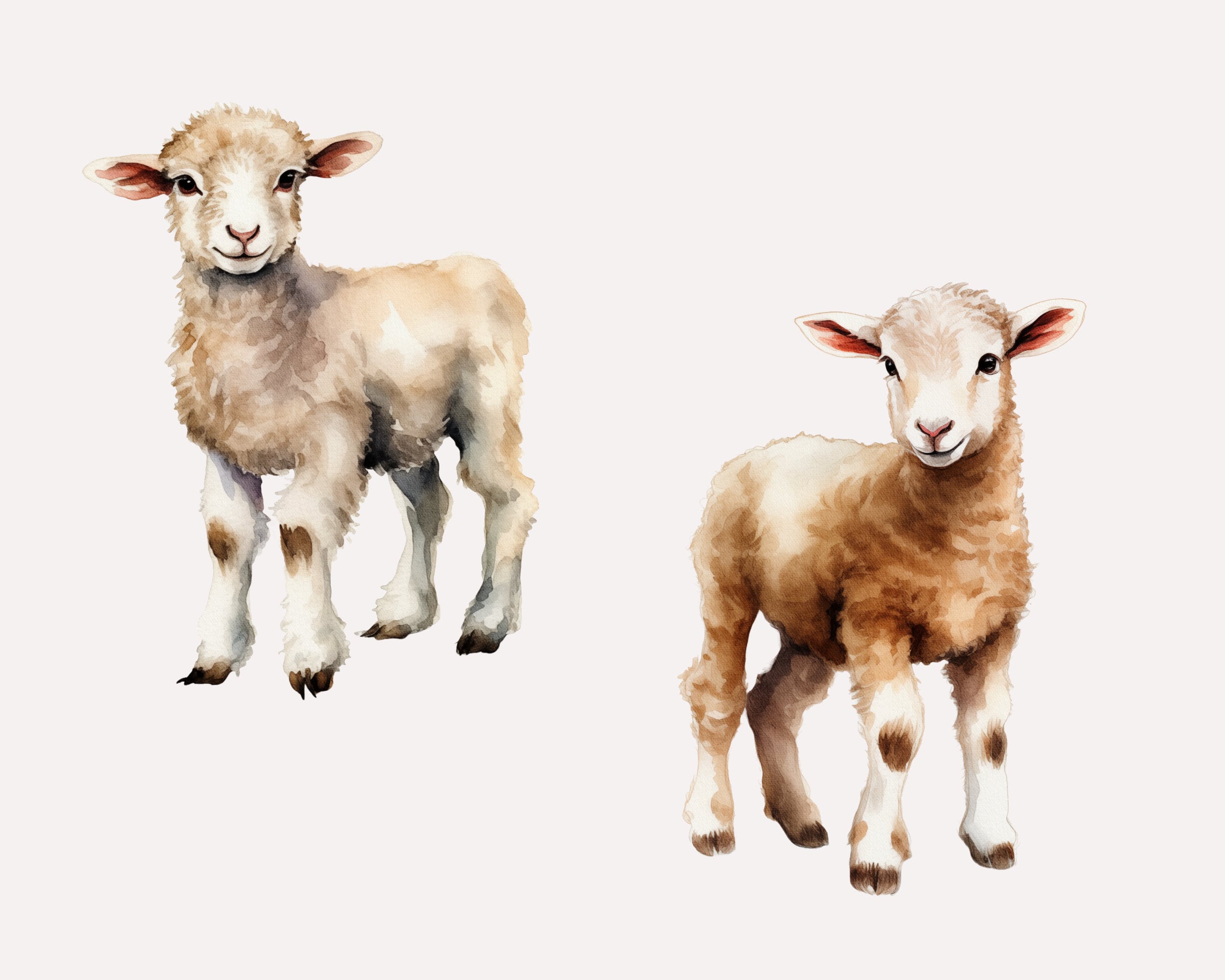 Watercolor Lamb Clipart, Sheep Spring Clipart Png, Clipart Bundle, Baby ...