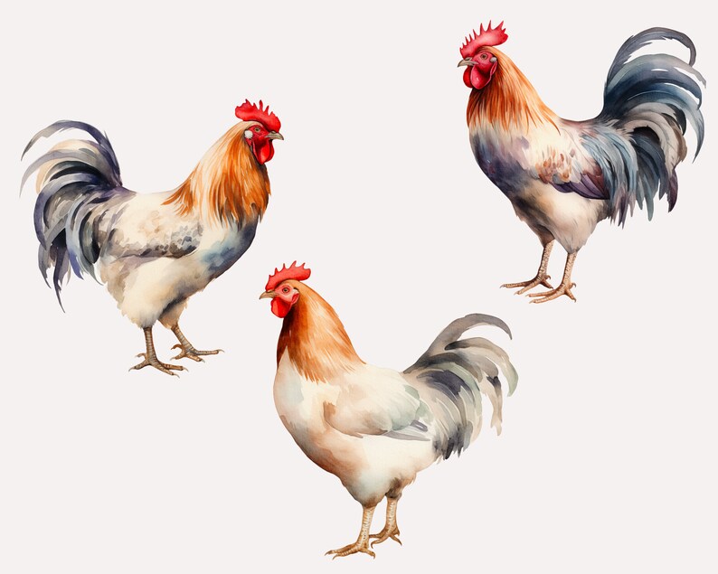 Watercolor Rooster Clipart Png, Chicken Clipart, Chicken Png, Farm ...