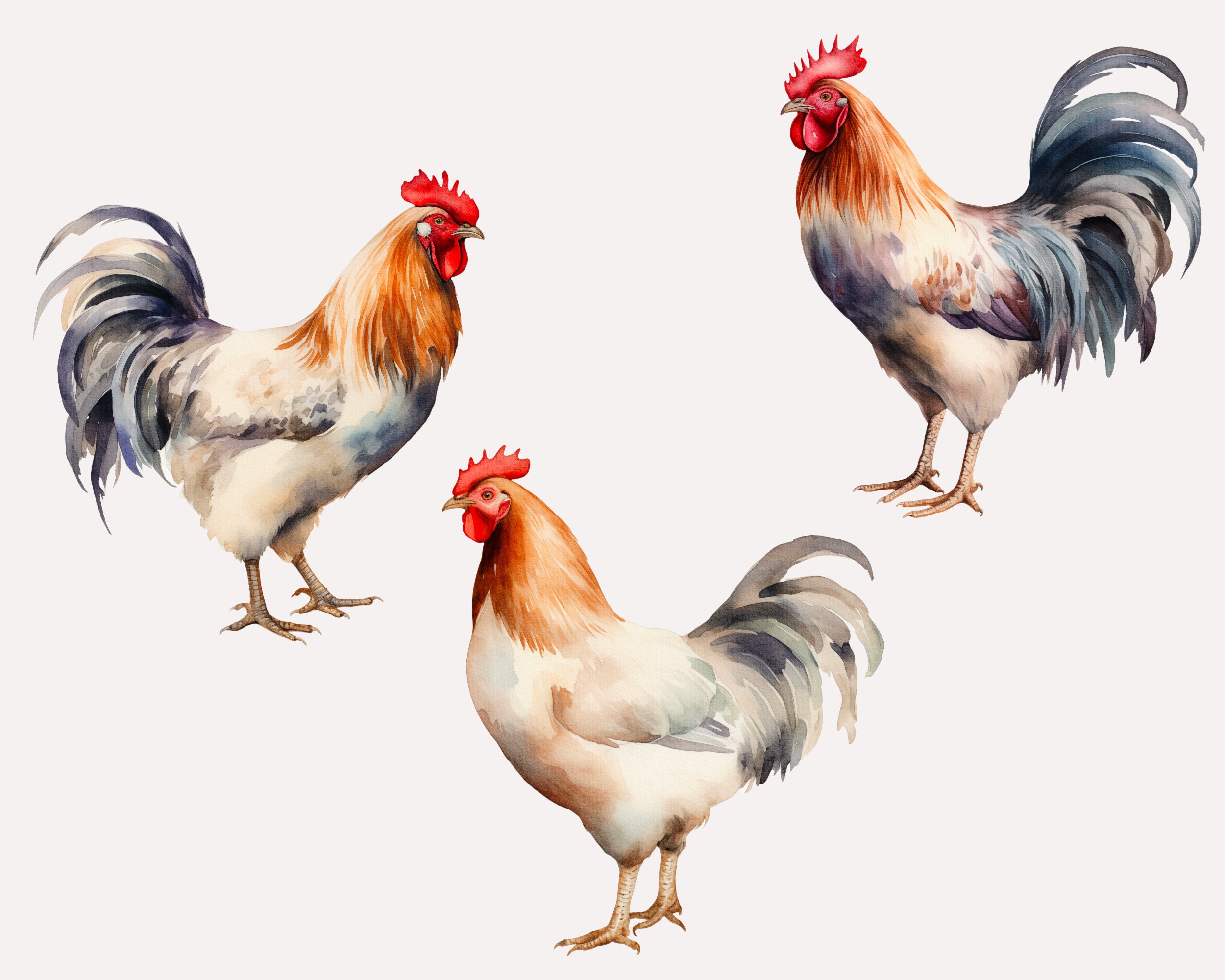 Watercolor Rooster Clipart Png, Chicken Clipart, Chicken Png, Farm ...