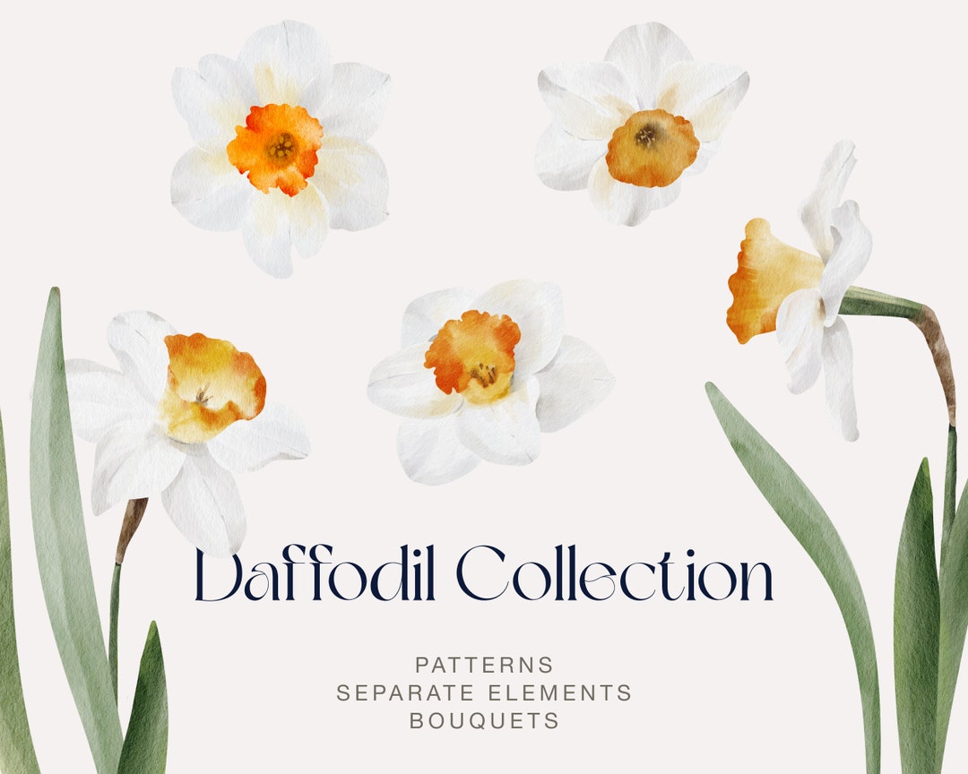 Daffodil Watercolor Clipart, Daffodil Spring Bouquets Png, Spring ...