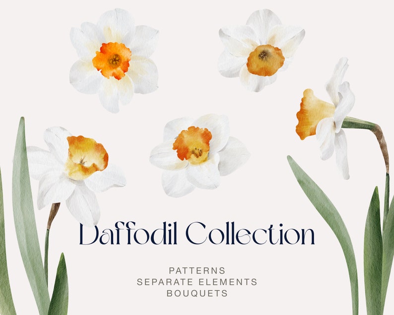 Daffodil Watercolor Clipart, Daffodil Spring Bouquets Png, Spring ...