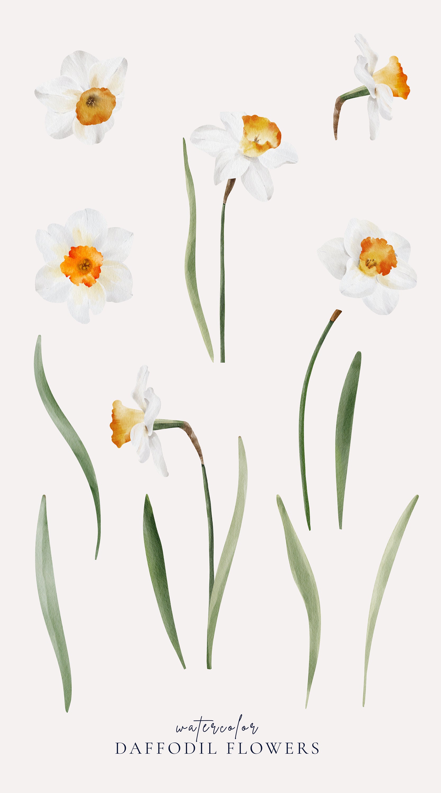 Daffodil Watercolor Clipart, Daffodil Spring Bouquets Png, Spring ...