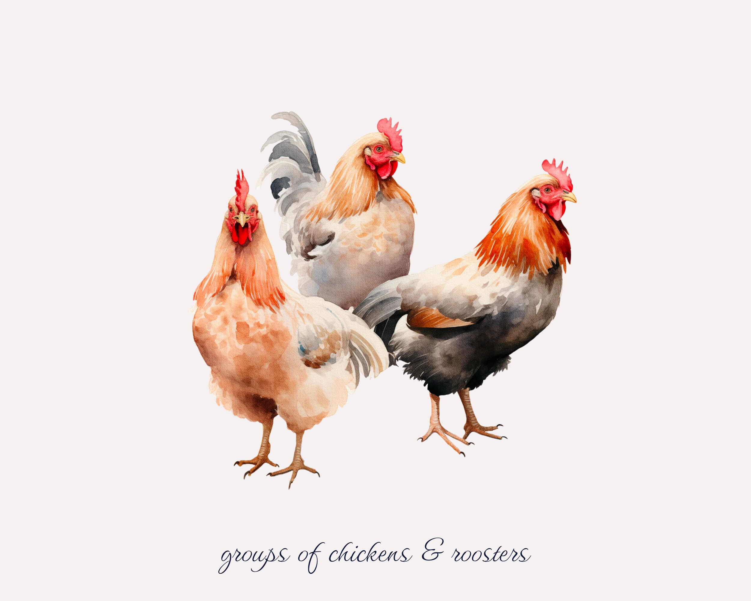 Watercolor Rooster Clipart Png, Chicken Clipart, Chicken Png, Farm ...