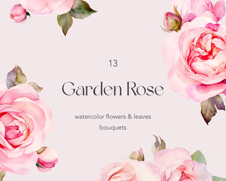 Pink Roses Watercolor Clipart, Pink Roses Png, Garden Rose Art, Pink ...