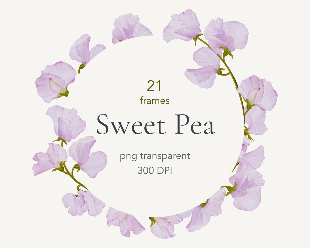 Sweet Pea Frame Set - Floral Frame PNG - Floral Wreath - Etsy