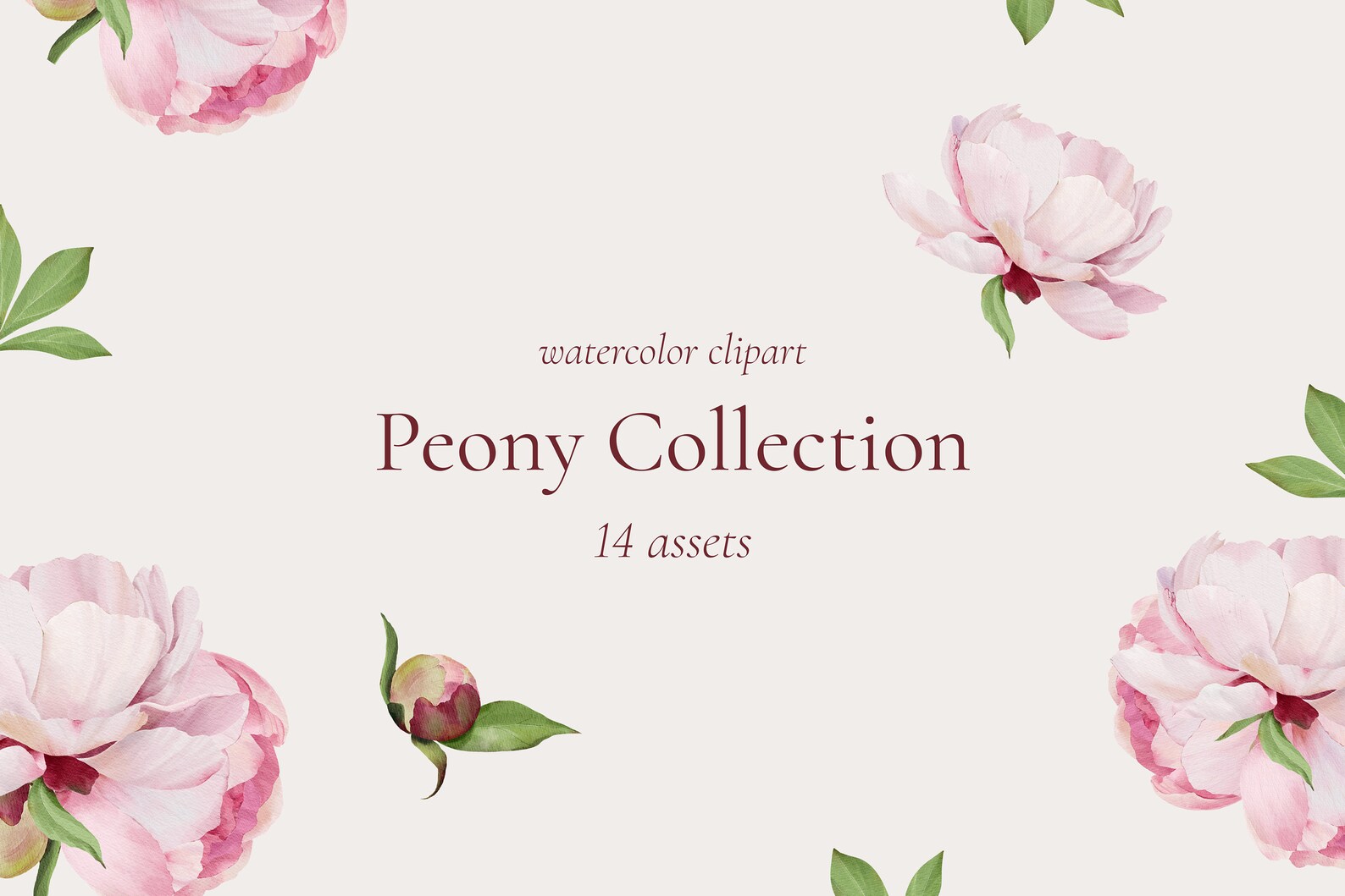 Watercolor Peony Collection Peony Art Watercolor Clipart Pink Peonies ...