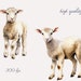 Watercolor Lamb Clipart, Sheep Spring Clipart Png, Clipart Bundle, Baby ...