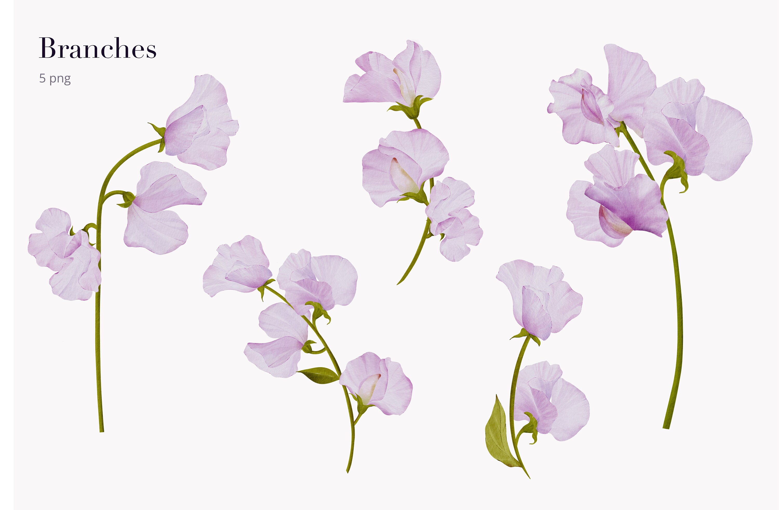 Sweet Pea Floral Collection Watercolor Floral Clipart Sweet Pea Pattern ...