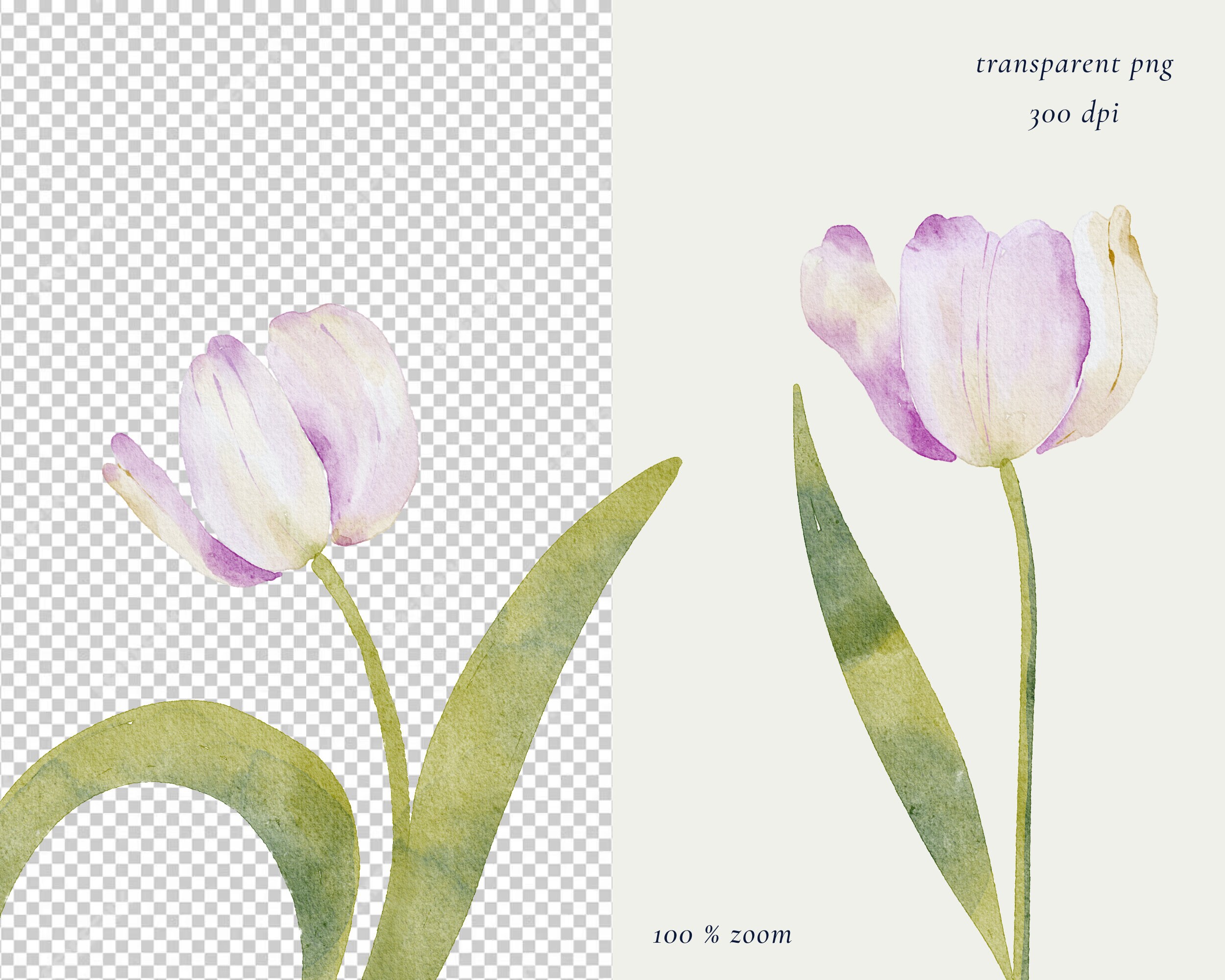 Watercolor Tulip Spring Clipart, Elegant Purple Flowers Png, Mothers ...