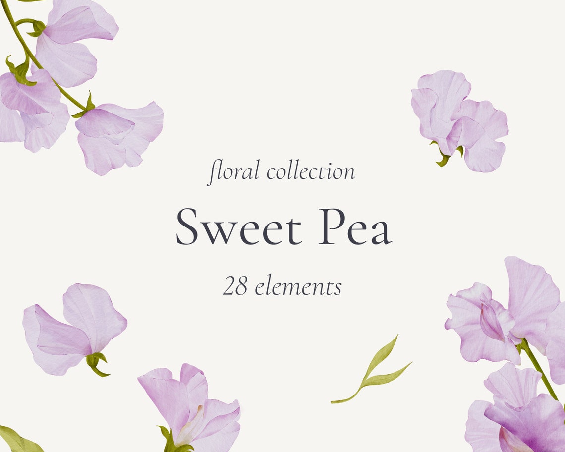 Sweet Pea Floral Collection - Watercolor Floral Clipart - Sweet Pea ...