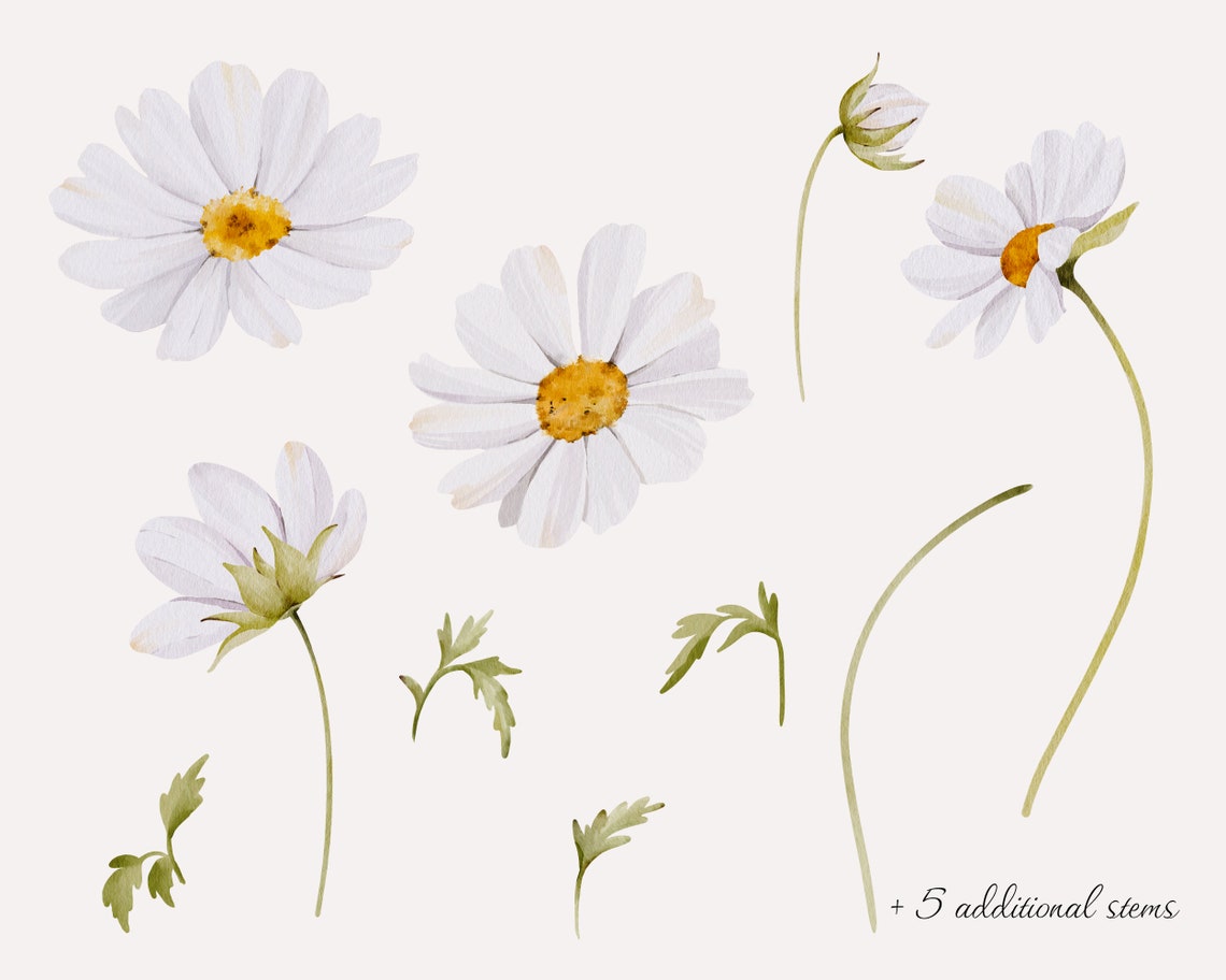 Daisy Clipart Png, Spring Clipart, Daisy Flower Clipart, Wildflower ...