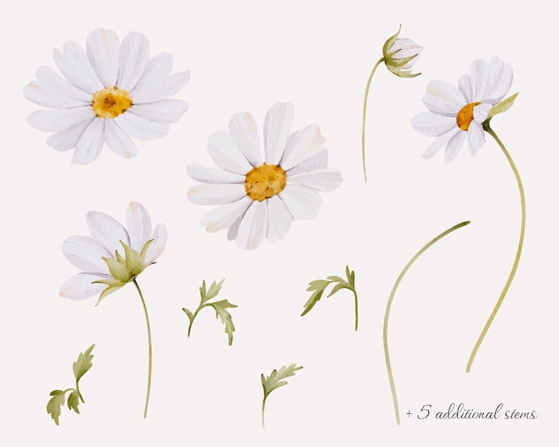 Daisy Clipart Png, Spring Clipart, Daisy Flower Clipart, Wildflower ...