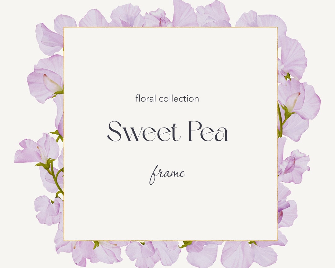Sweet Pea Square Frame Png, Spring Floral Frame Clipart, Spring ...