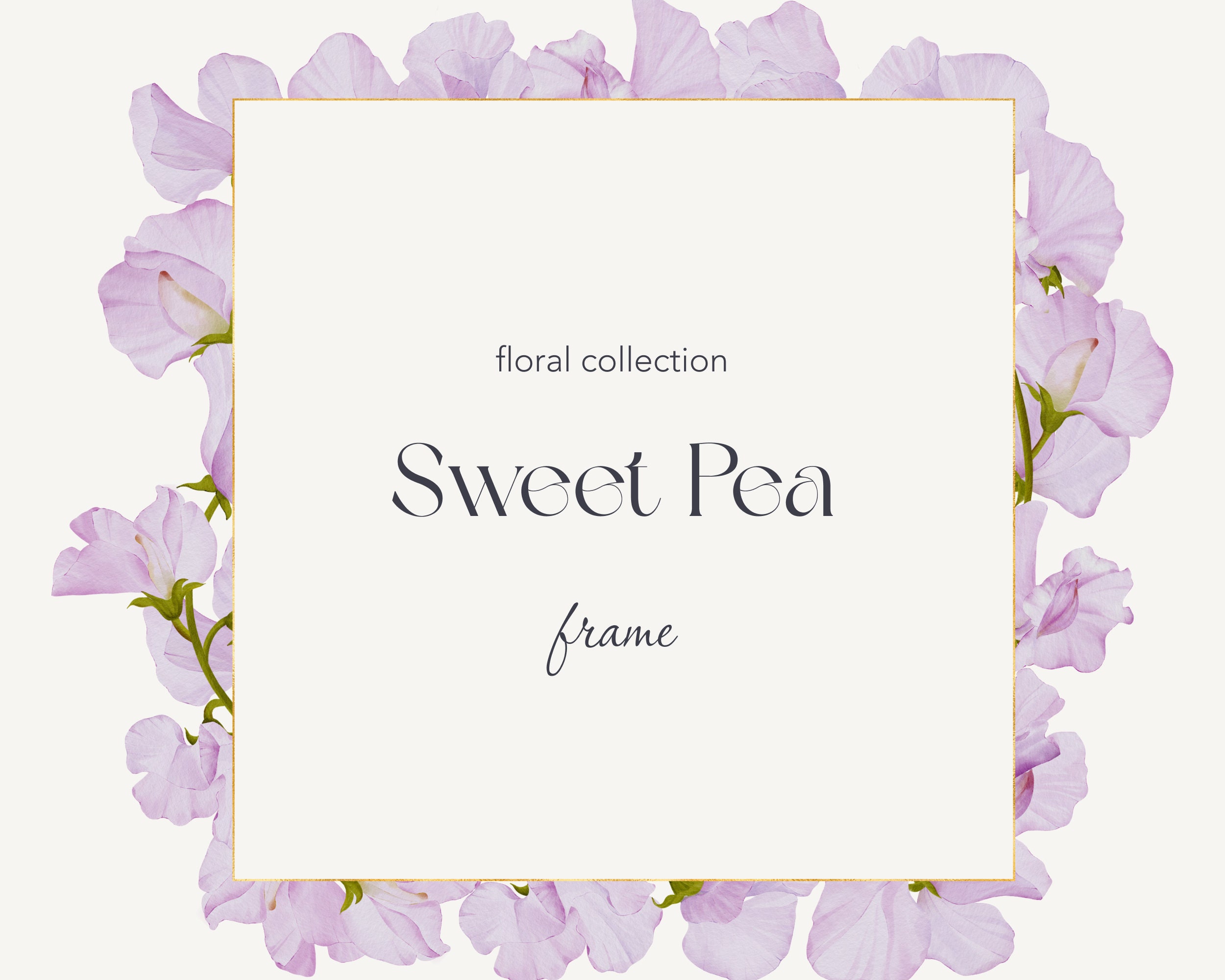 Sweet Pea Square Frame Png Spring Floral Frame Clipart - Etsy
