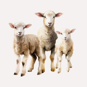 Watercolor Lamb Clipart, Sheep Spring Clipart Png, Clipart Bundle, Baby ...