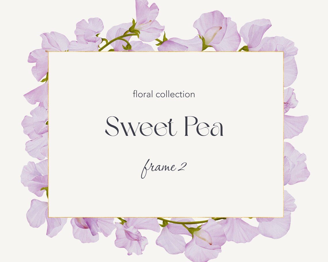Sweet Pea Square Frame Png, Spring Floral Frame Clipart, Watercolor ...