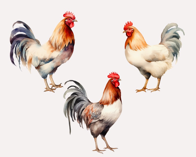 Watercolor Rooster Clipart Png, Chicken Clipart, Chicken Png, Farm ...