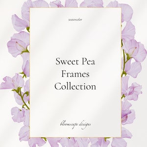 Sweet Pea Square Frame Png, Spring Floral Frame Clipart, Watercolor ...