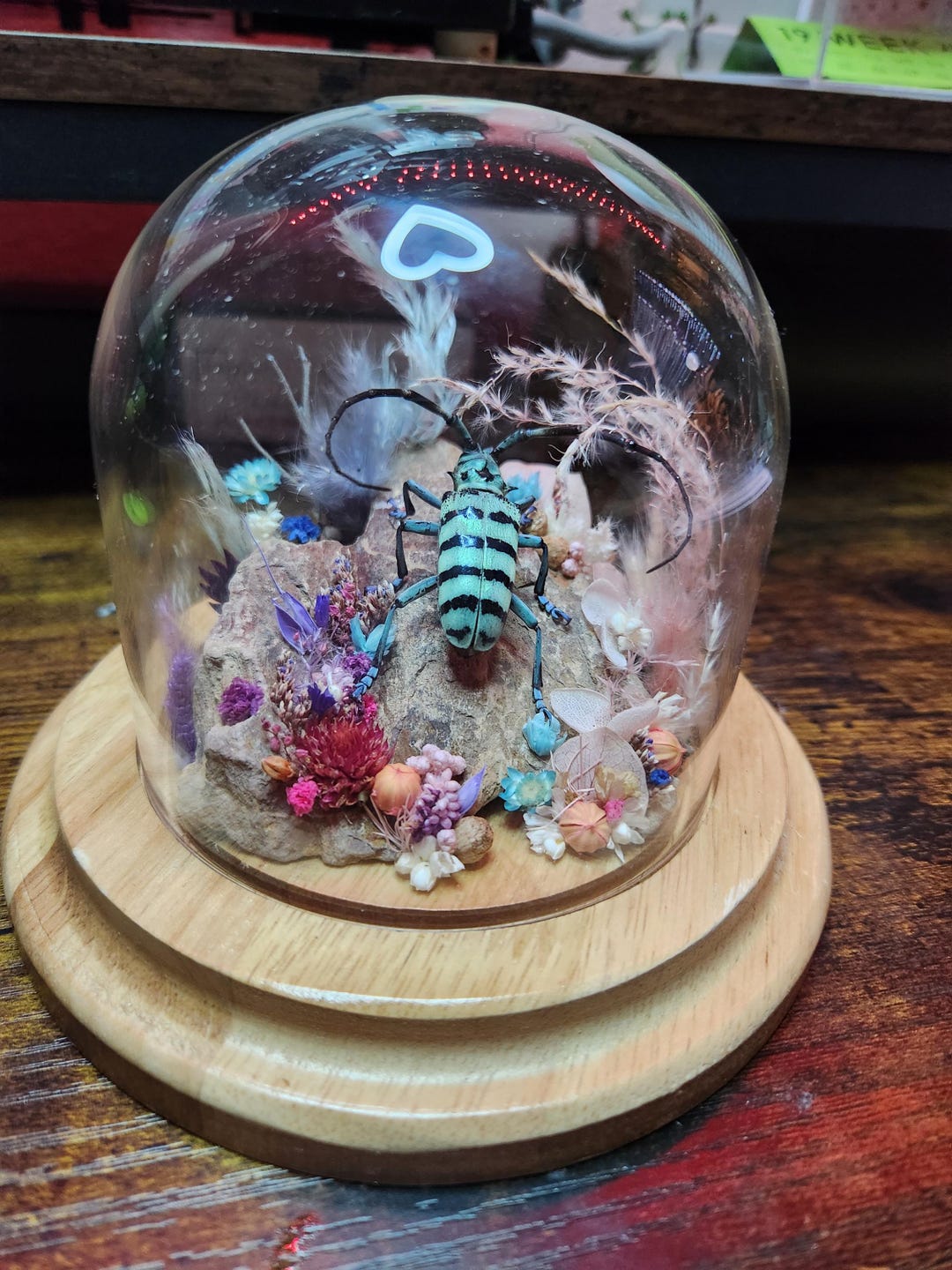 Authentic Beetle Glass Cloche Insect Display - Etsy