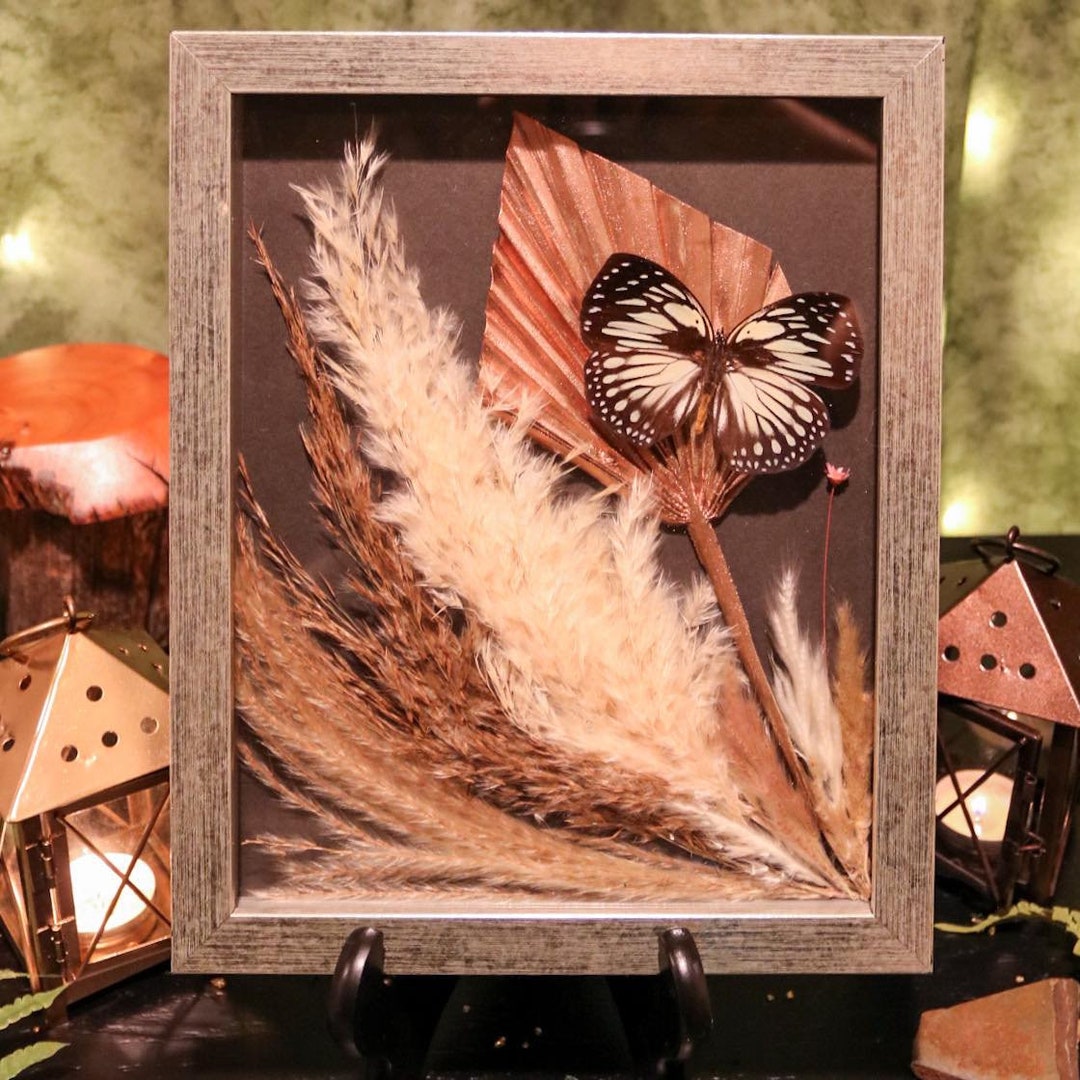 Crowsleys Forest Queen Butterfly Taxidermy Wall Display - Etsy