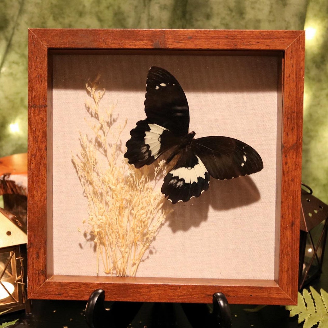 Authentic Butterfly Taxidermy Wall Display - Etsy