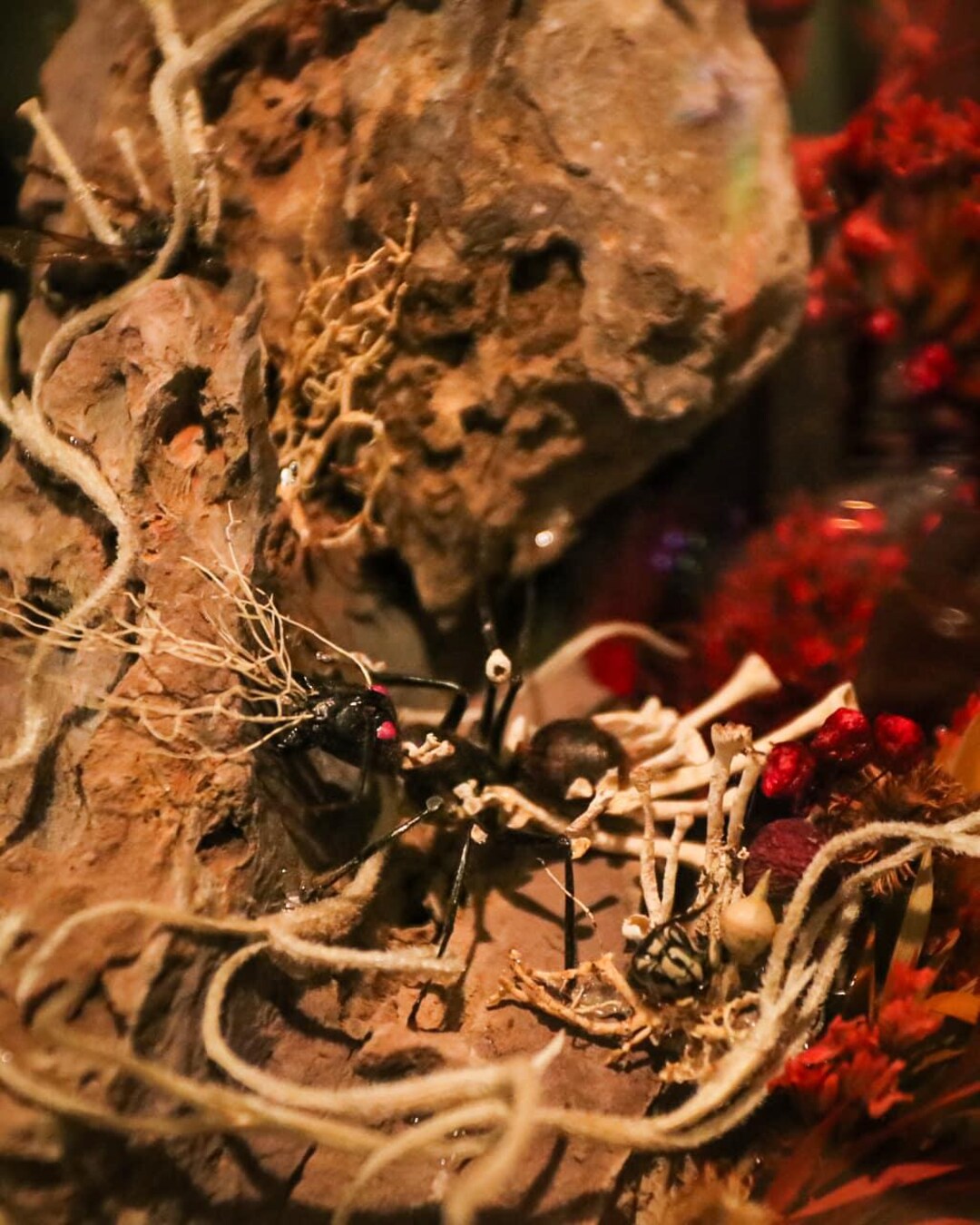 ZOMBIE ANT TAXIDERMY Egg Cloche With Wasps - Etsy